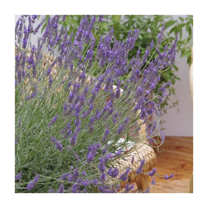 Lavender x intermedia 'Phenomenal' Lavandula - Super Hardy Blue Lavender