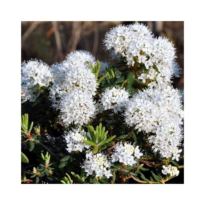 Rhododendron (Ledum) groenlandicum Helma