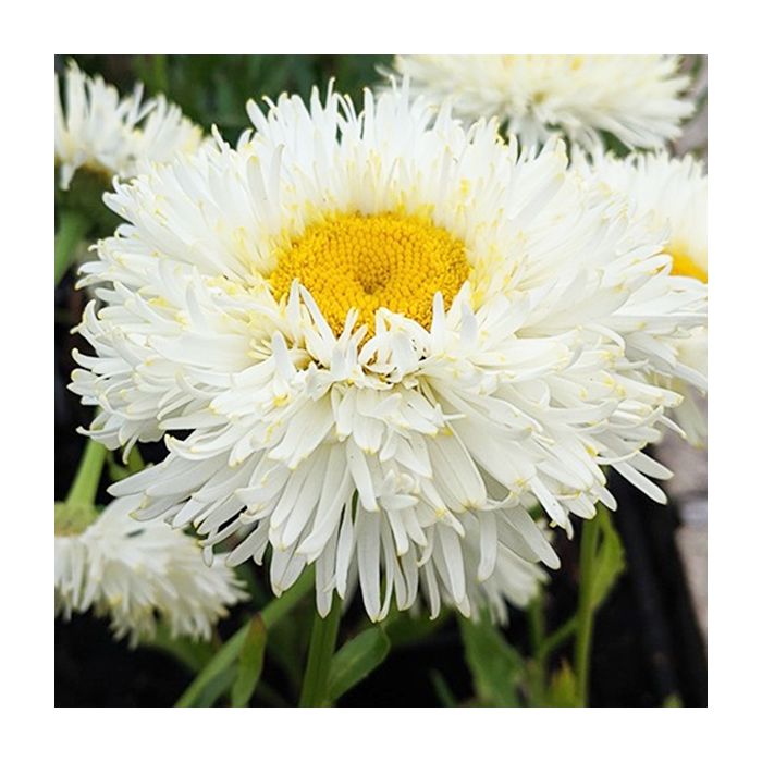 Leucanthemum Real Galaxy