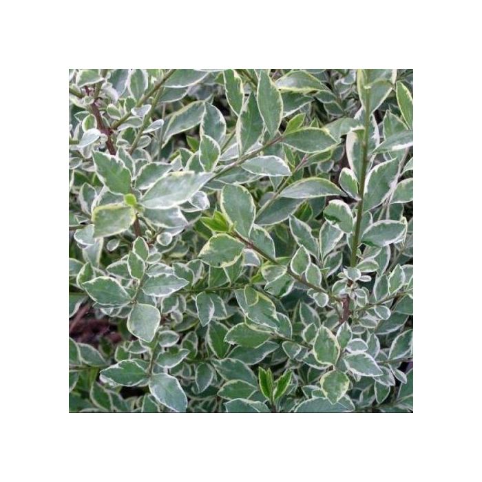 Ligustrum argenteum - Variegated Privet