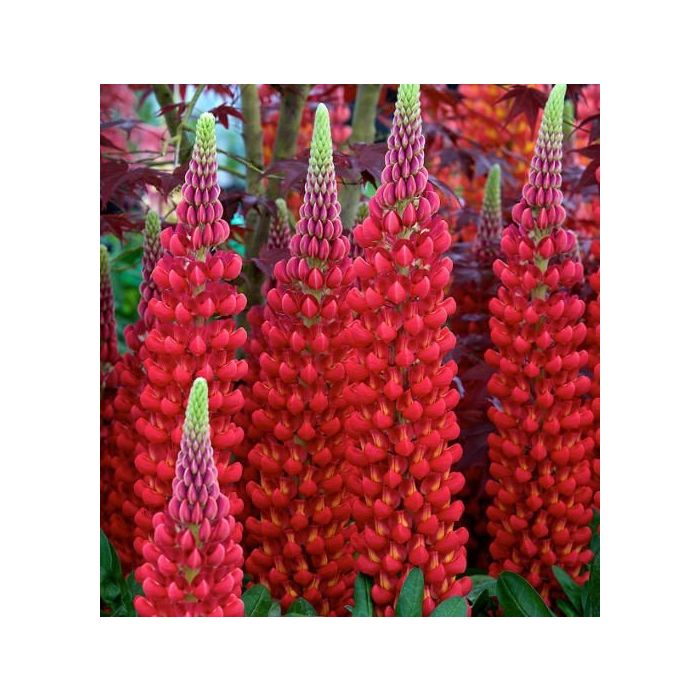 Lupinus West Country Lupins Beefeater