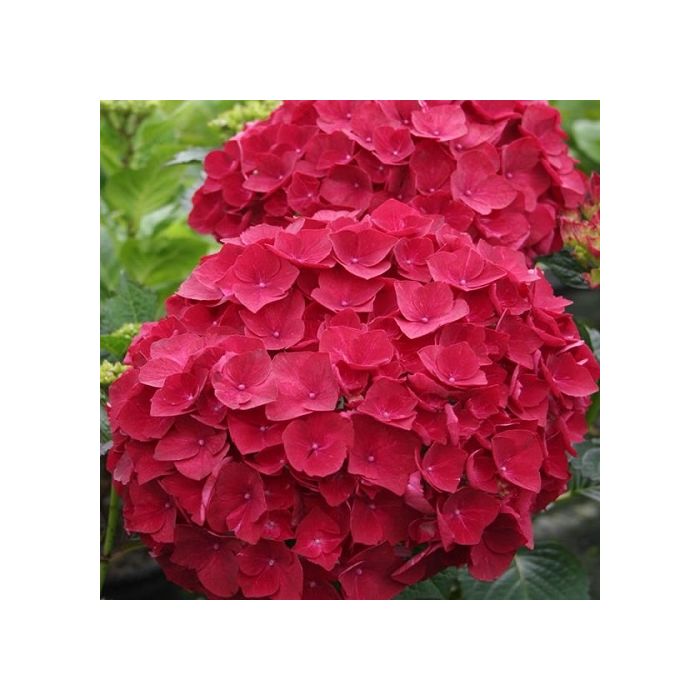Hydrangea macrophylla 'Magical Ruby Red' - Large Flowered Mophead ...