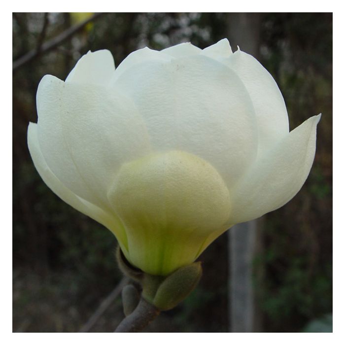 Magnolia denudata Jade Lamp - Tulip Tree