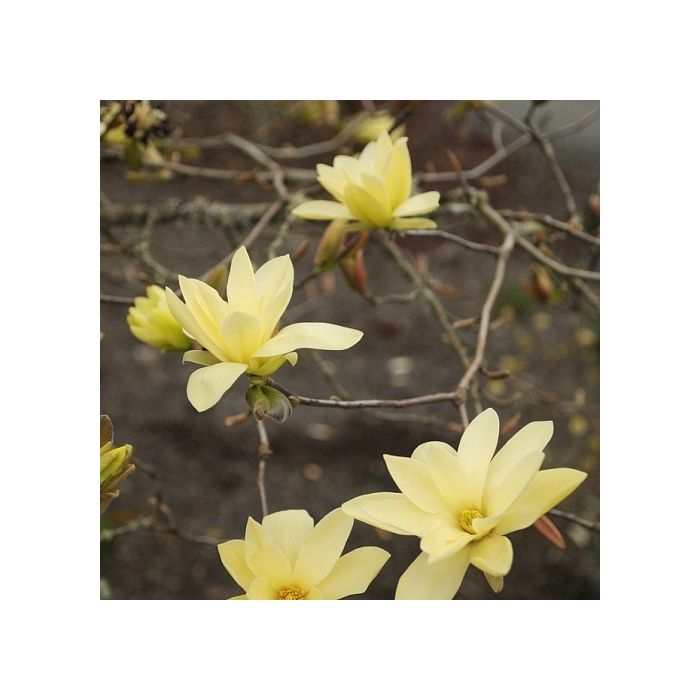 Magnolia Gold Star - LARGE
