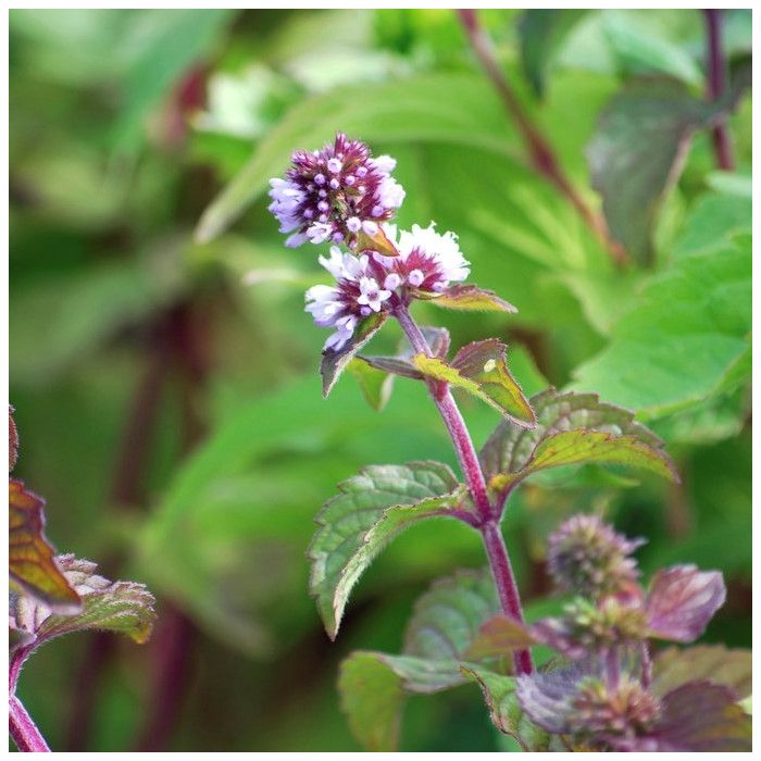 Mentha aquatica - Water Mint