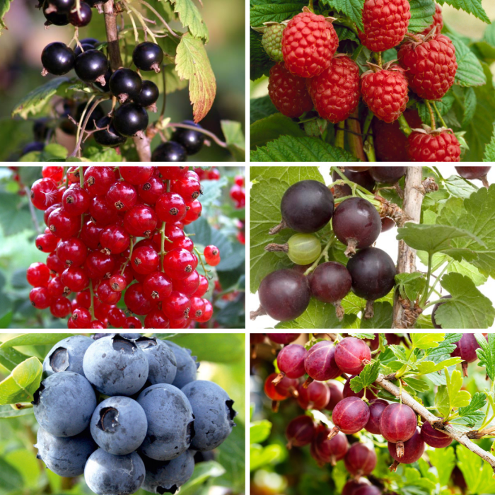 Summer Fruit Pudding Collection - SIX Fantastic Fruit Plants