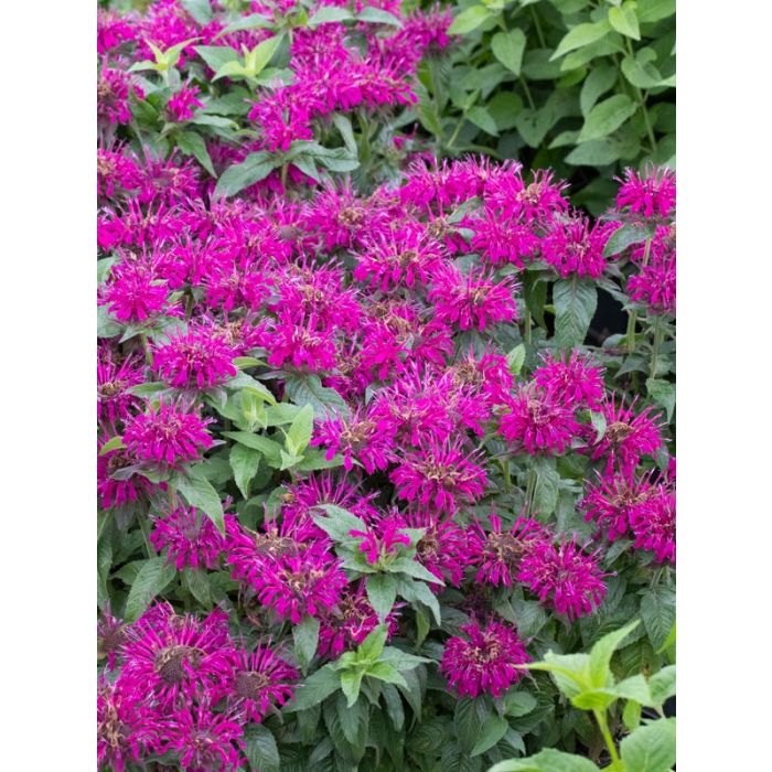 Monarda didyma Balmy Purple - Bee Balm