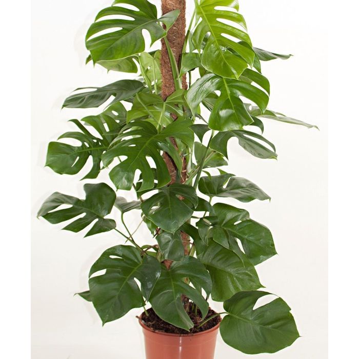 Monstera deliciosa - LARGE 100-120cm - Swiss Cheese Plant on Mosspole