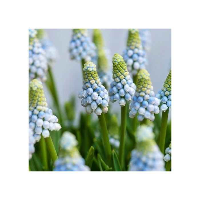 Muscari Aqua Magic