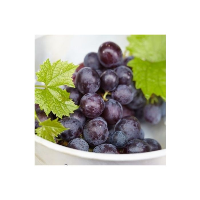 Vitis 'Muscat Bleu' - Grape Vine