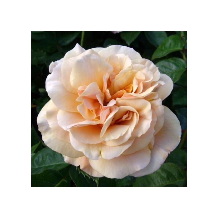 Rose My Darling Husband - Bush Rose