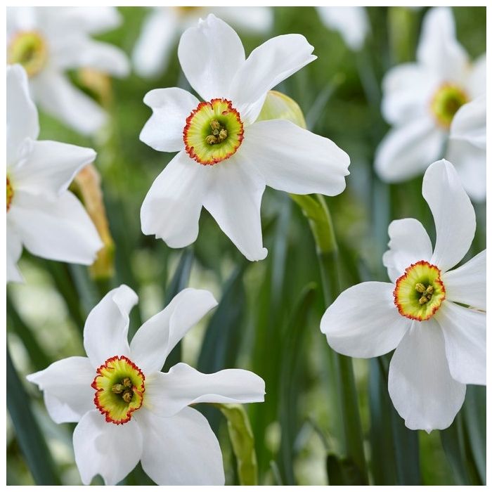 Daffodil - Narcissus Poeticus Recurvus