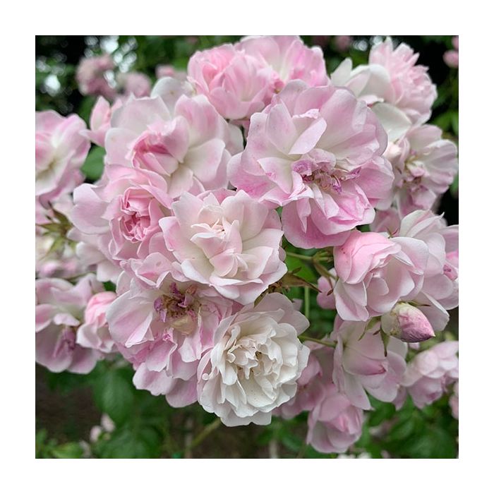 Rambling Rose Narrow Waters