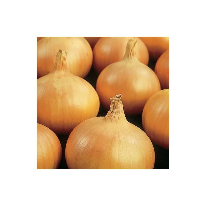 Onions Sturon - Yellow Onion - Pack of 50