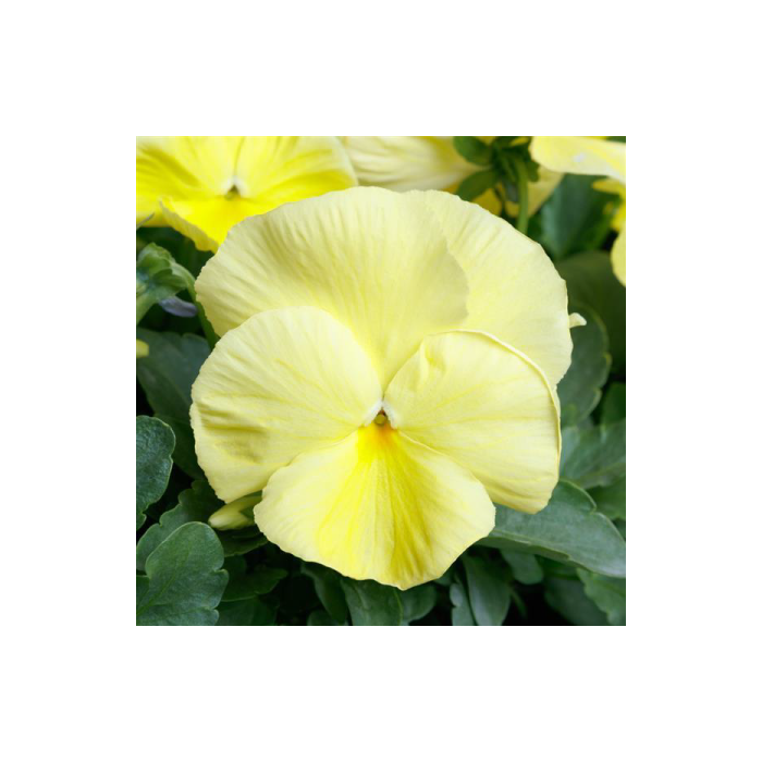 Pansy Primrose - Pack of SIX Plants