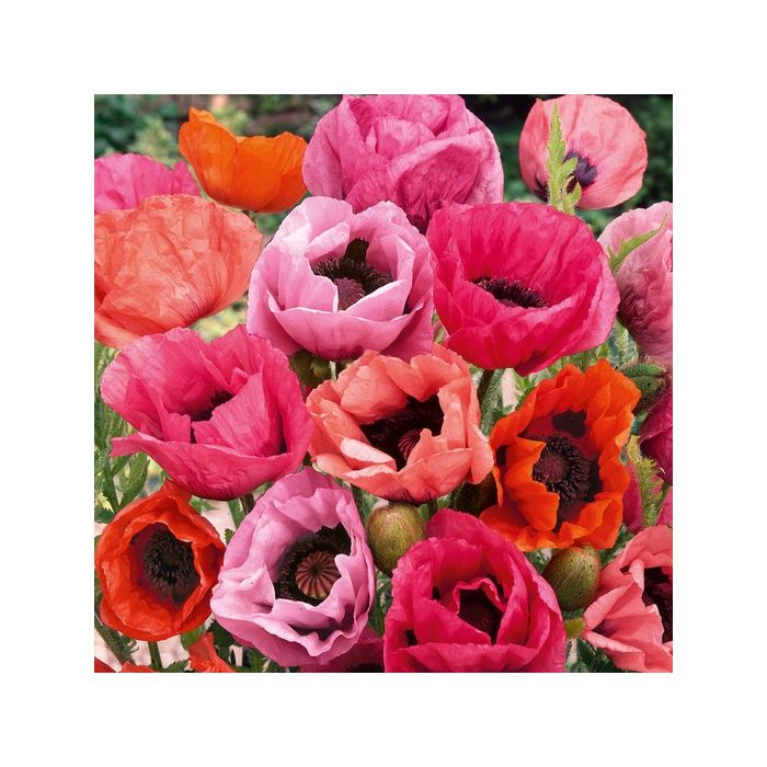 Poppy - Papaver Mega Mix - Pack of TWENTY
