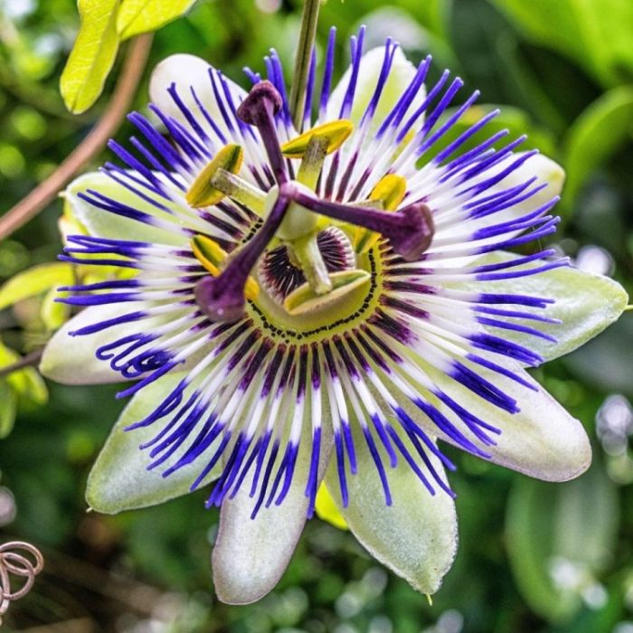 Large 6-7ft Specimen Climber - Passion Flower caerulea - Passiflora
