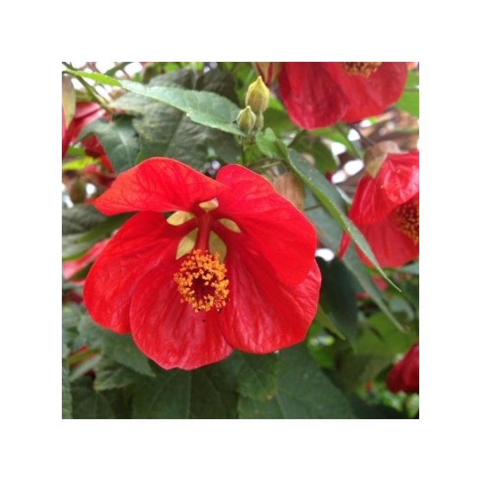 Abutilon hybrida RED - Flowering Maple