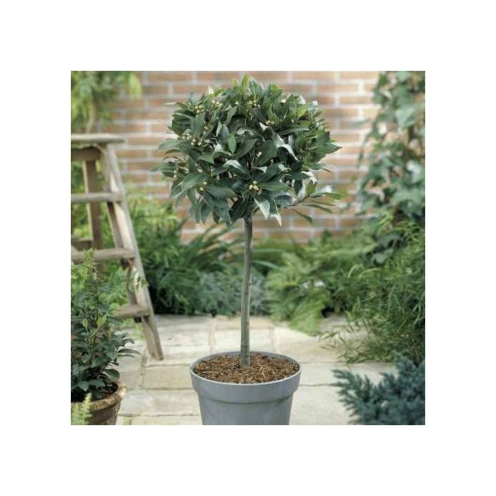 Standard Bay Tree - Laurus nobilis - 80-90cms tall