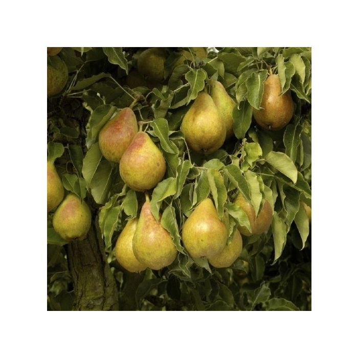 PEAR TREE - Pyrus Communis Doyenne Du Comice