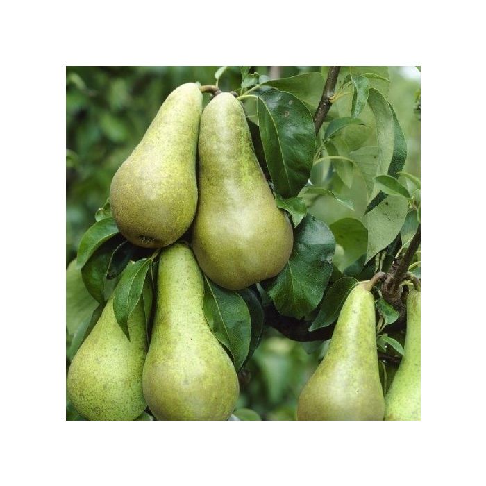 PEAR TREE - Pyrus communis Conference