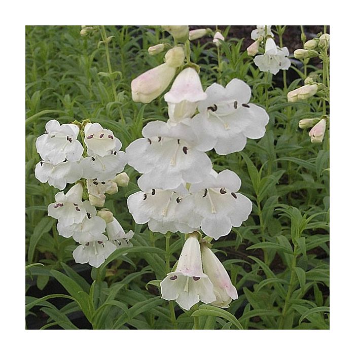 WINTER SALE - Penstemon Snow Storm - White Bedder