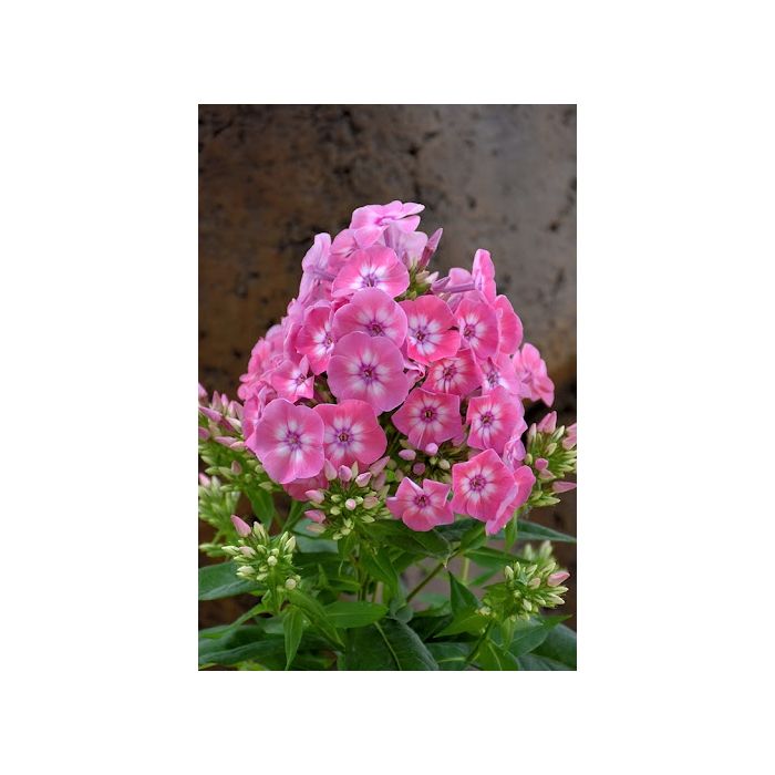 Phlox paniculata Pink Eye