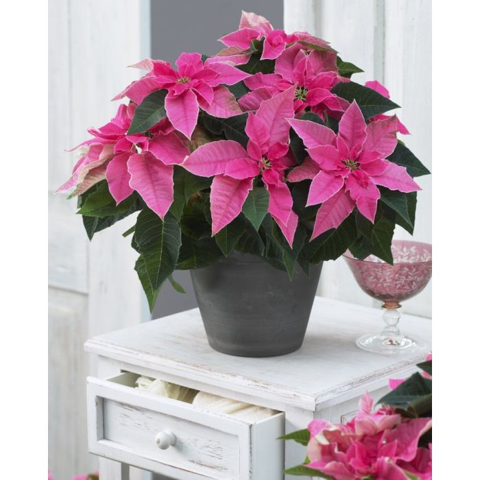 SPECIAL CHRISTMAS DEAL - Lovely Pink Princettia Poinsettia Plant