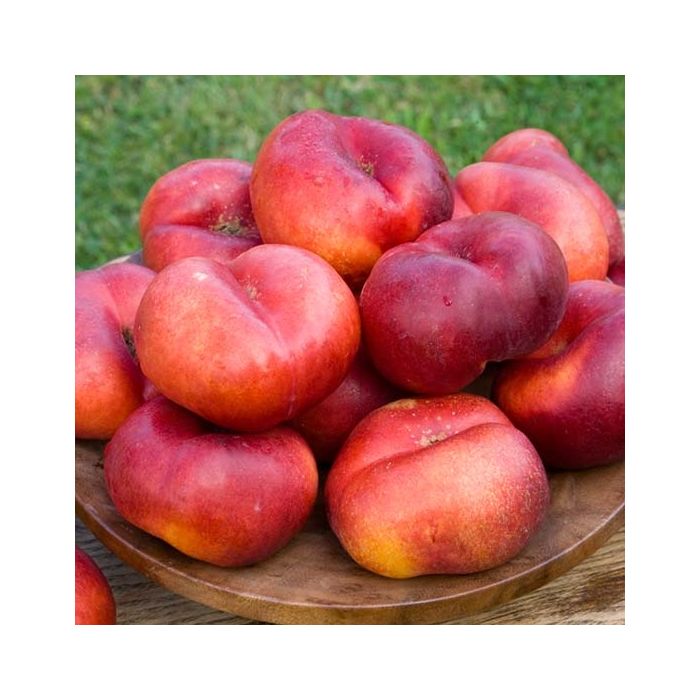 Prunus persica Nucipersica Flateryna - Flat Nectarine