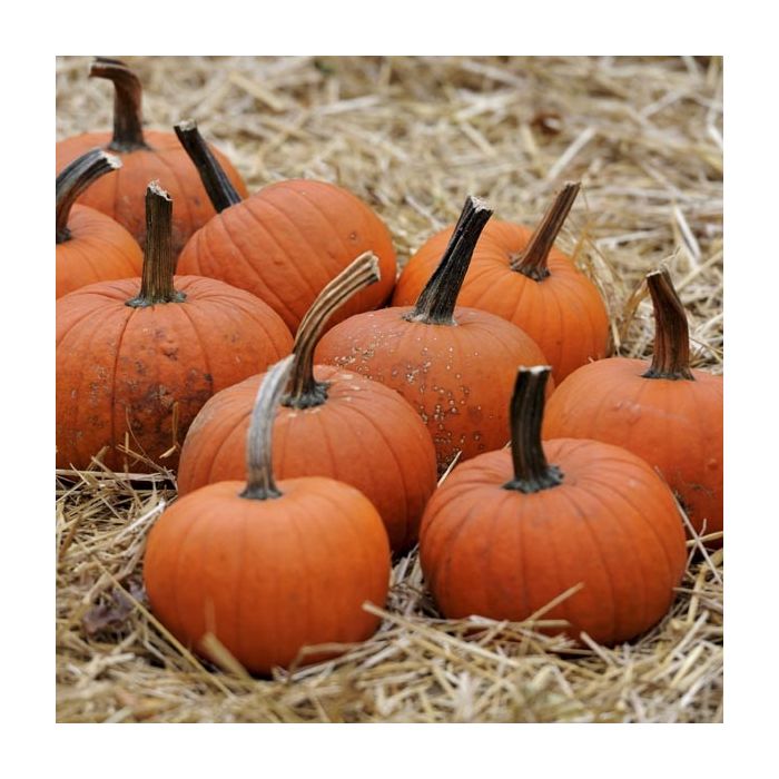 Pumpkin Plant - Baby Bear