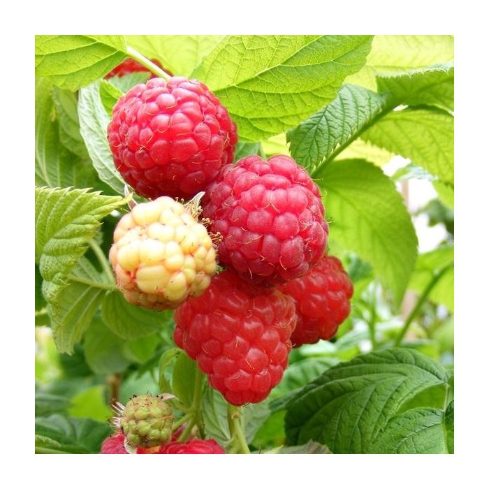 Raspberry CASCADE DELIGHT - Rubus Cascade Delight - LARGE PLANT