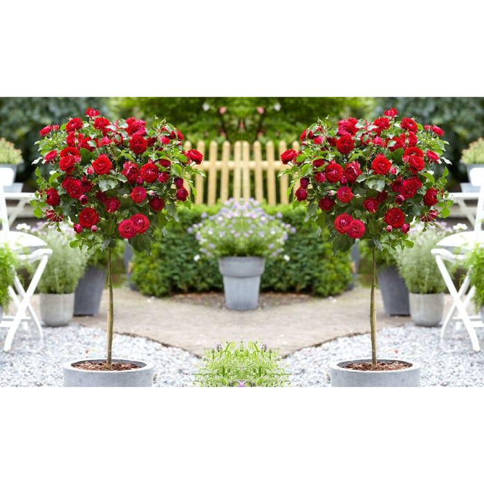Pair of LARGE Standard RED Flowering Garden Rose Trees