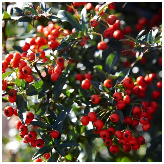 Pyracantha coccinea 'Red Cushion'