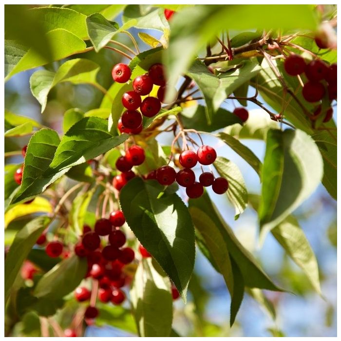 Malus Red Sentinel - Crabapple