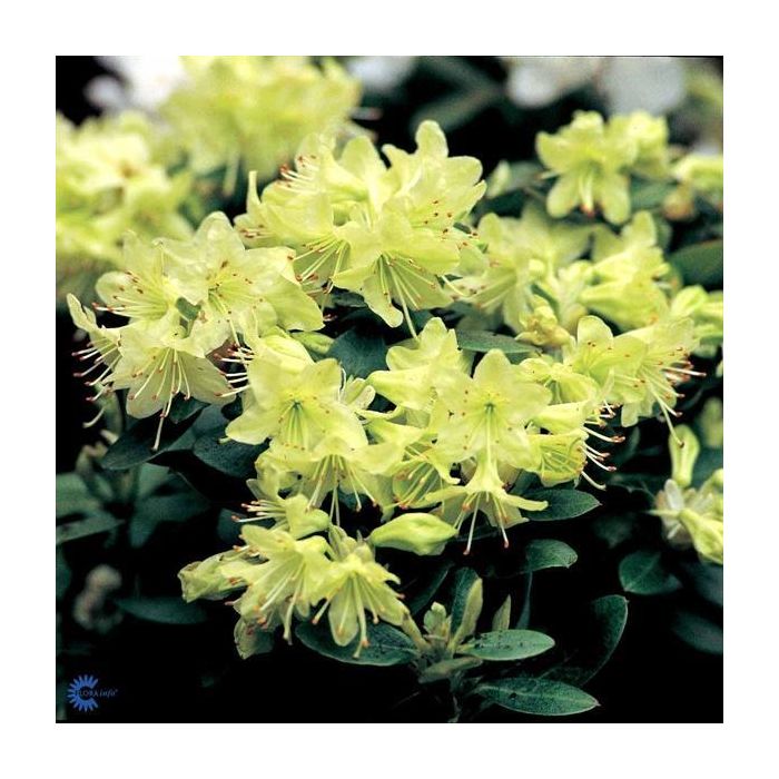 Rhododendron 'Shamrock'