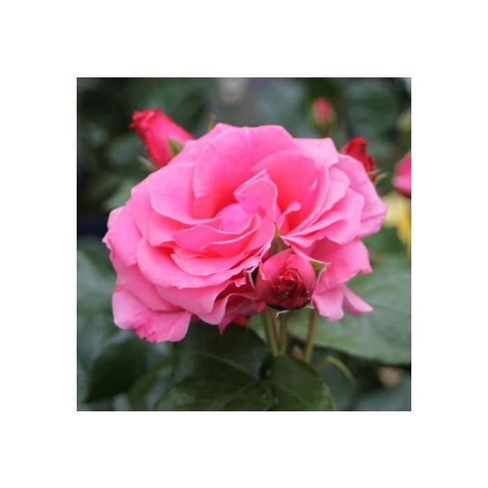 Large 6-7ft Specimen Climbing Rose - Lawinia