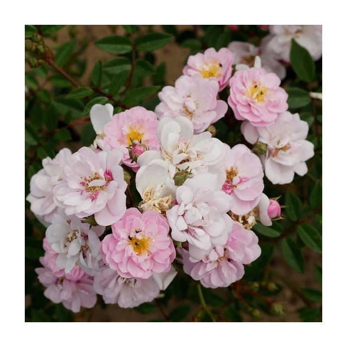 Rose Little Rambler - Climbing-Rambling Rose