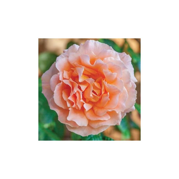 Large 6-7ft Specimen Climbing Rose Polka