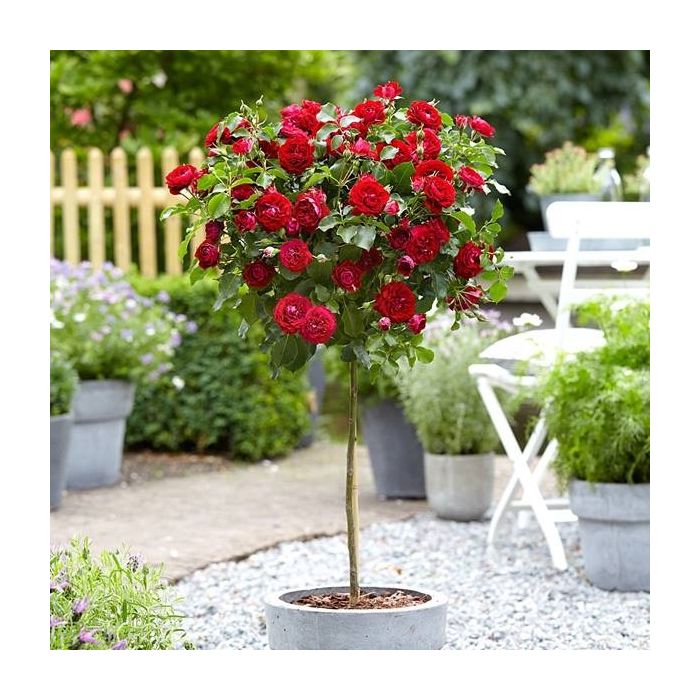 Large Red Standard Rose Tree 'Dallas' - circa 150cms tall