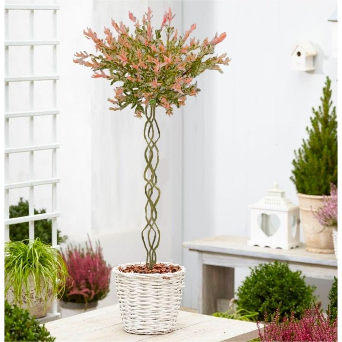 Standard Topiary Tree - Plaited Stem Salix integra Flamingo - Braided ...