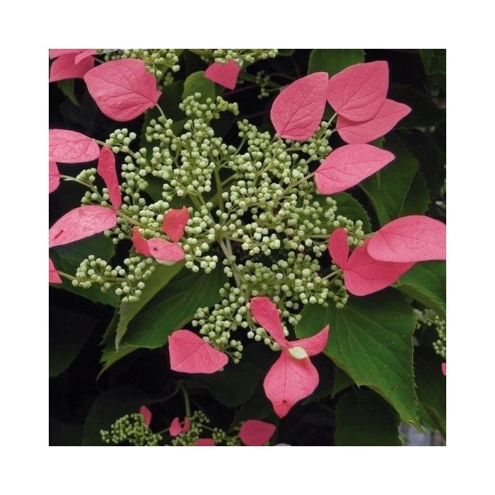 Climbing Hydrangea anomala glabra 'Crûg Coral'