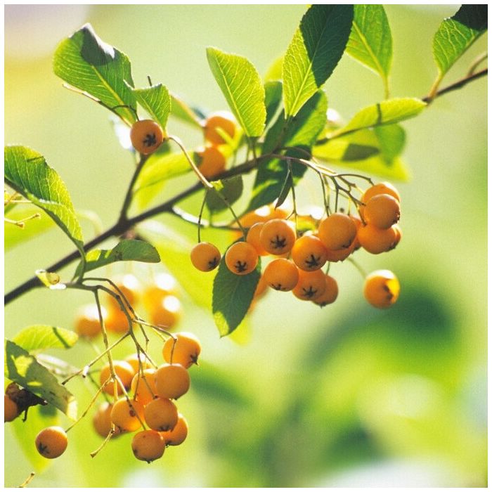 Pyracantha Standard PATIO Tree