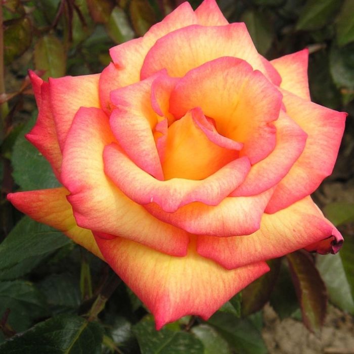 Rose 'Sheila's Perfume' - Floribunda Rose