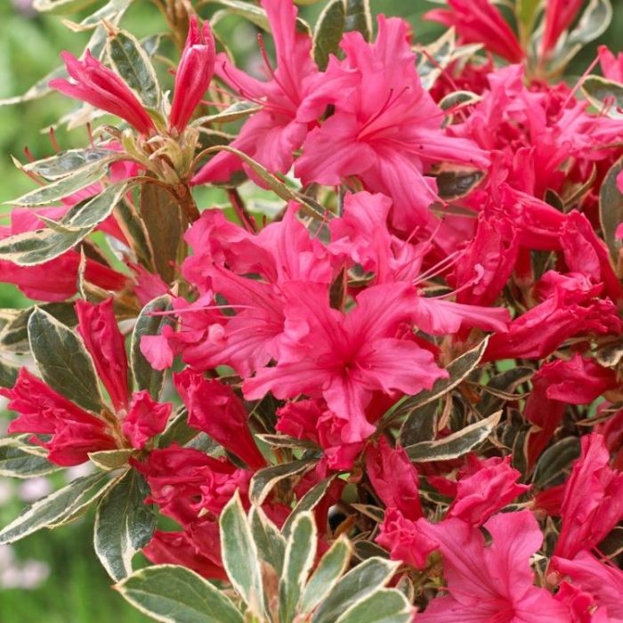 Azalea japonica Silver Sword - Dwarf Japanese Rhododendron