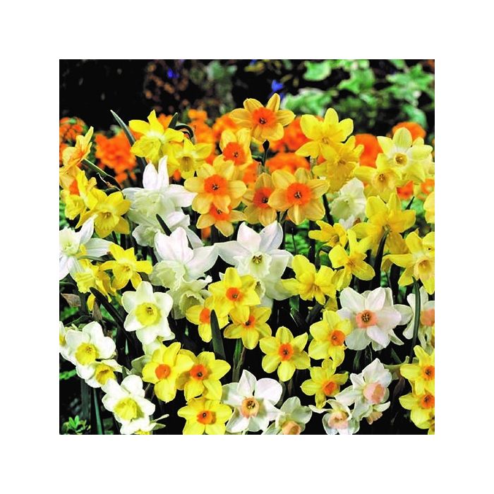 Narcissus Spring Fragrance - Pack of 25 Bulbs