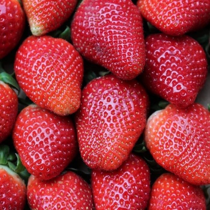 Strawberry - 'Senga Sengana' - Large Fruited Old Fashion Flavour - Pack ...