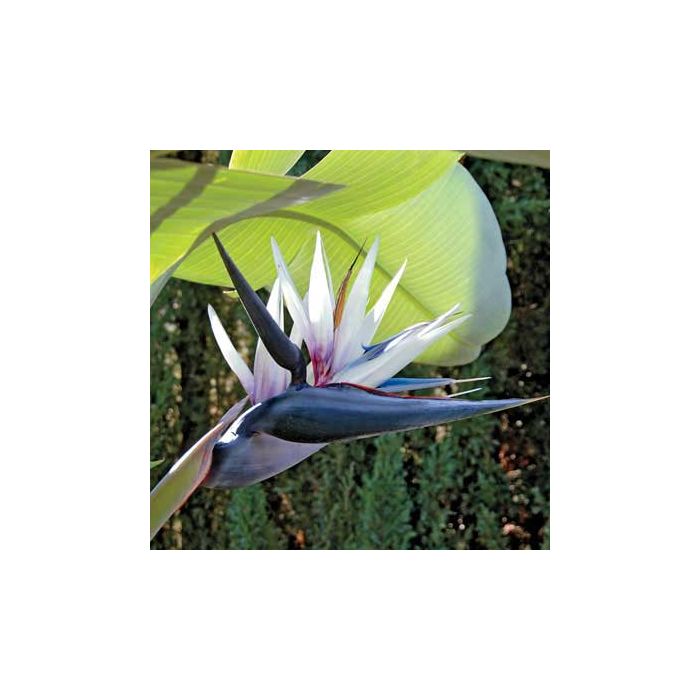 RARE - Strelitzia nicolai - White Bird of Paradise Plant 80-100cm tall