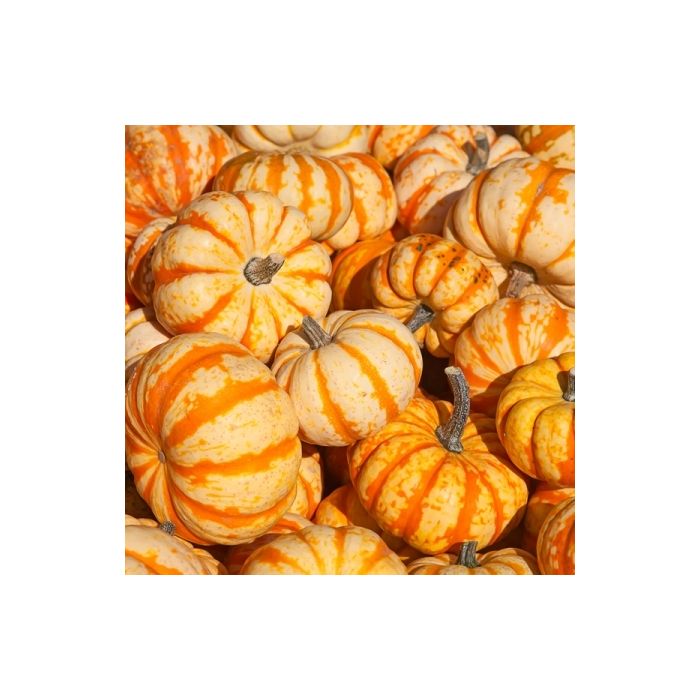 Squash Sweet Lighting - Winter Squash