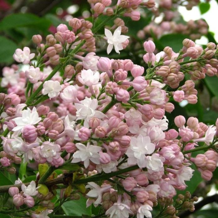 Syringa vulgaris Beauty of Moscow Lilac Tree - Fragrant White Lilac ...