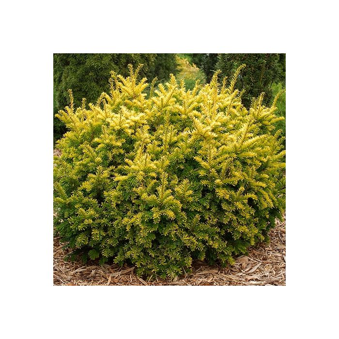 Taxus baccata 'Semperaurea' - Gold Irish Yew